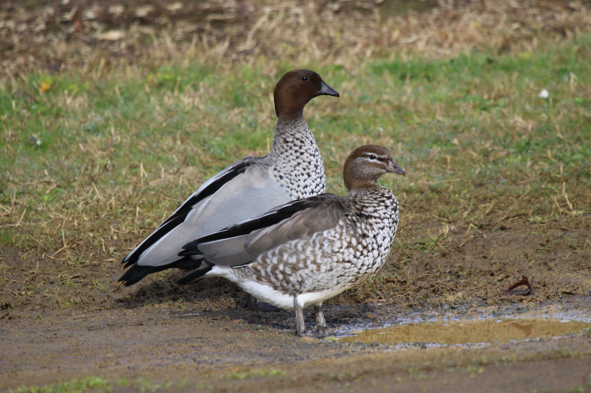 Bird List - Bargara Headlands